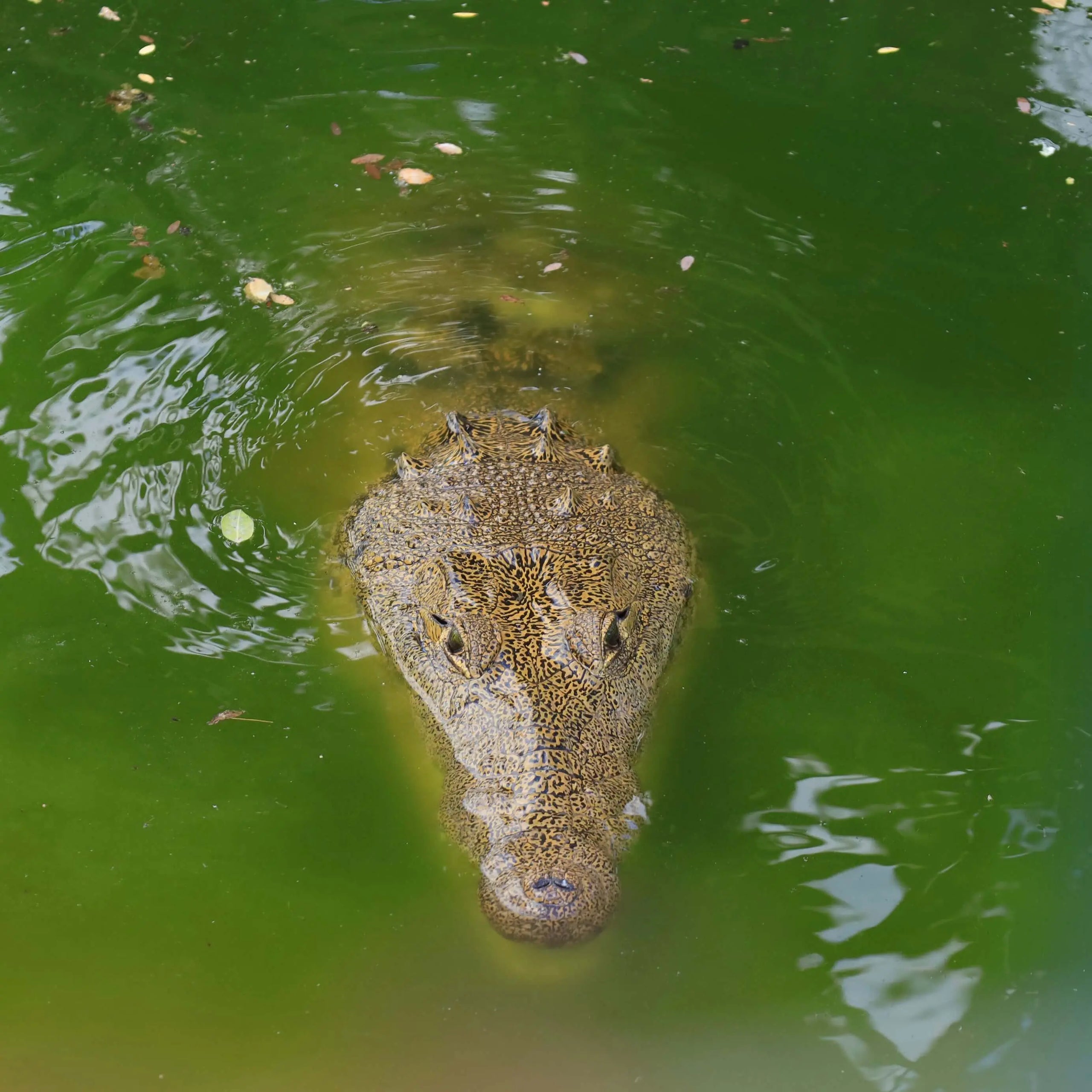Animal Sanctuary Los Cabos | Animal Kingdom Experience | Wild Canyon ...